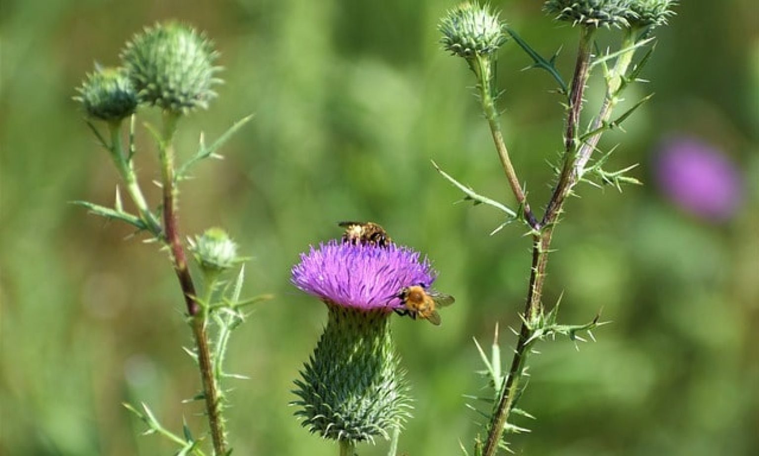 Čaj od sikavice čisti jetru smanjuje šećer i holesterol