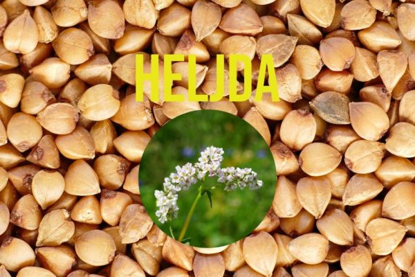 Zbog ovih 10 zdravstvenih prednosti je heljda super hrana