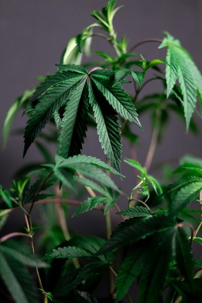 Seme konoplje: Superhrana za Zdravlje i Dugovečnost